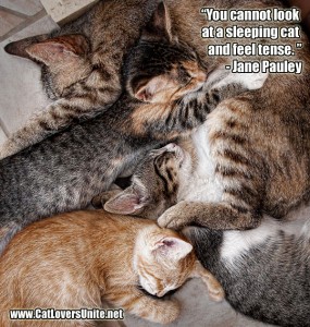 Sleeping Cat Quote | CatLoversUnite.net
