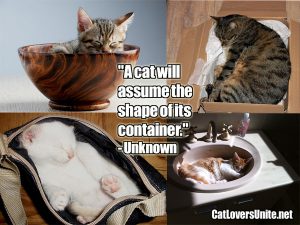 Cats Fit In Container Quote | CatLoversUnite.net