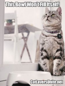 Empty Cat Bowl | CatLoversUnite.net